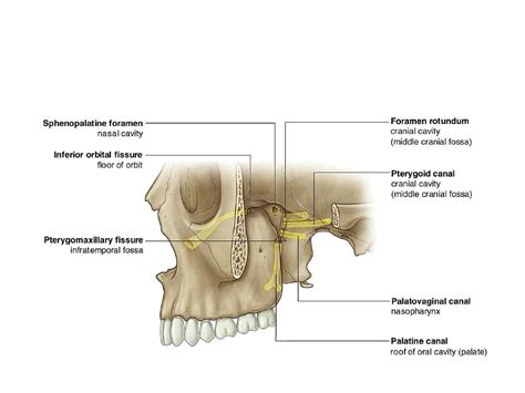 Temporal Infratemporal And Pterygopalatine Fossae Pdf Dr Maan