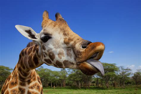Cómo es la sexualidad de las jirafas National Geographic en Español