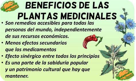 Beneficios De Las Plantas Medicinales Botanical Online
