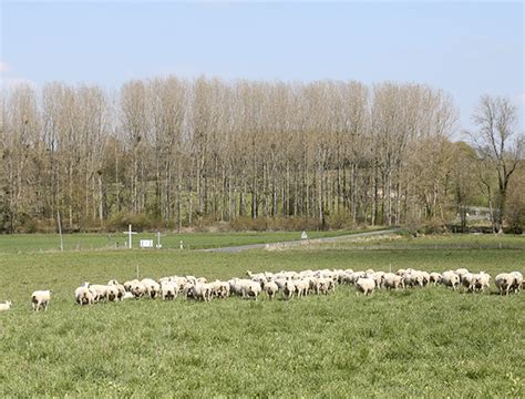 Fièvre Catarrhale Ovine sérotype 8 GDS France
