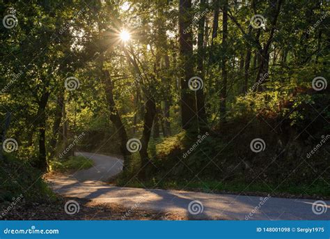 Raios Do Sol Que Brilha Atrav S Da Folha Das Rvores Na Estrada Na