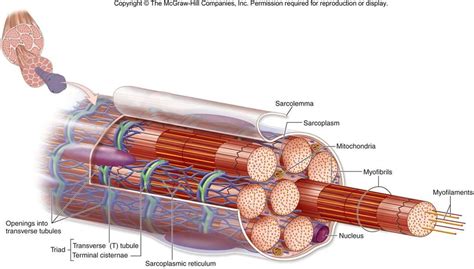 Identify Each Structure In The Diagram Of A Muscle Fiber Mu