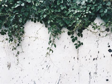 Aesthetic Tumblr Plant Wallpapers Top Free Aesthetic Tumblr Plant