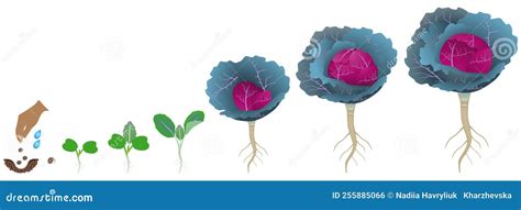 Cabbage Plant Growth Stages Ripening Period The Life Cycle Of The