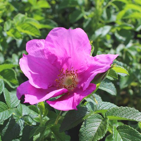 Kartoffel Rose Rosa Rugosa Zulauf Gartencenter