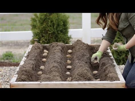 Cómo plantar papas YouTube