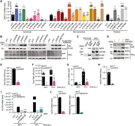 Acetylation of the NS3 helicase by KAT5γ is essential for flavivirus