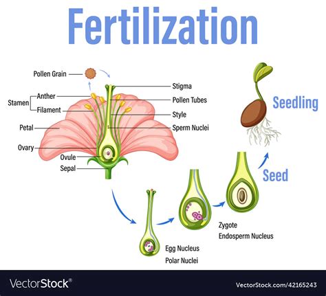 Diagram Showing Fertilization In Flower Royalty Free Vector
