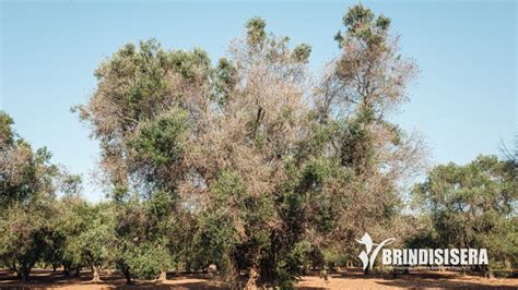 BrindisiSera It Contrasto Alla Diffusione Da Xylella Fastidiosa
