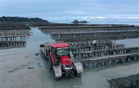 Les huîtres de la baie du Mont Saint Michel interdites après des