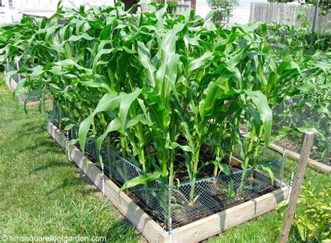 Planting Corn In Small Garden Back Gardener