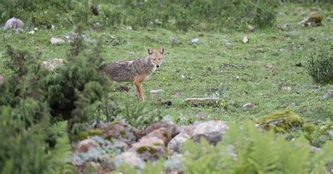 El Chacal Dorado Ha Sido Detectado Y Fotografiado Por Primera Vez En China