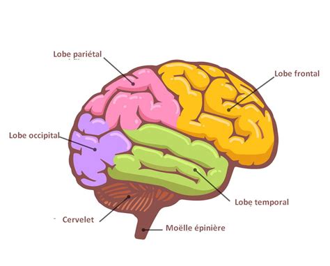 Brain Definition Role Diagram