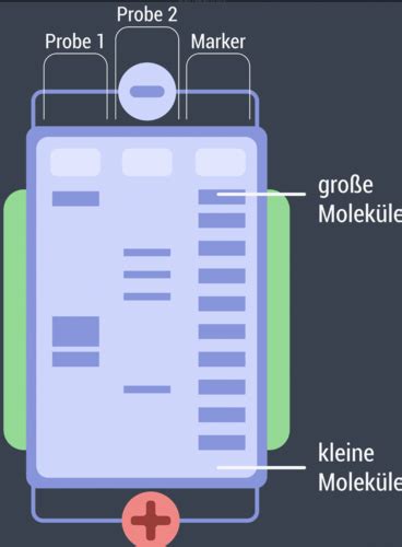 Genetik Gentechnik Karteikarten Quizlet