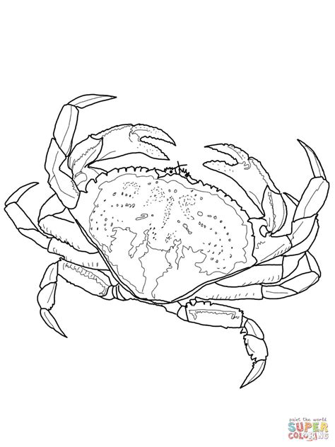 Dibujo de Cangrejo Buey del Pacífico para colorear Dibujos para