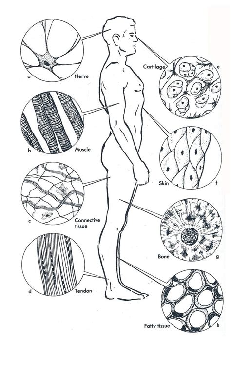 Human Muscles Coloring For Science Class Educative Printable Anatomy