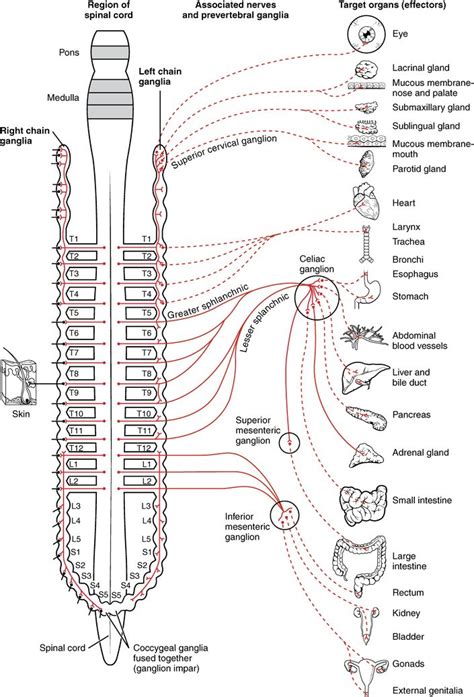 Sympathetic Nervous System Physiopedia