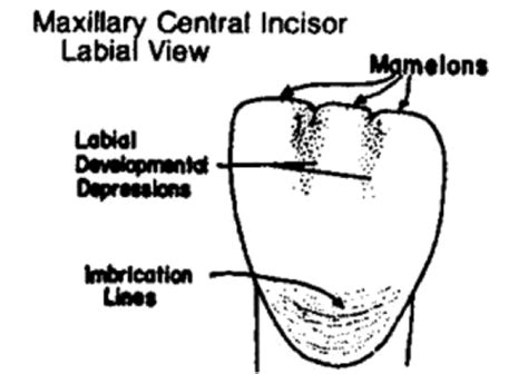 Dental Anatomy Flashcards Quizlet