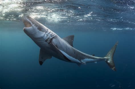 Fond d écran animaux mer poisson sous marin Grand requin blanc