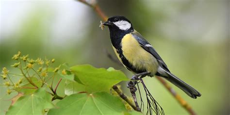 Ciné débat Jardin sauvage Réalisateurs S et M A Lefebvre LPO