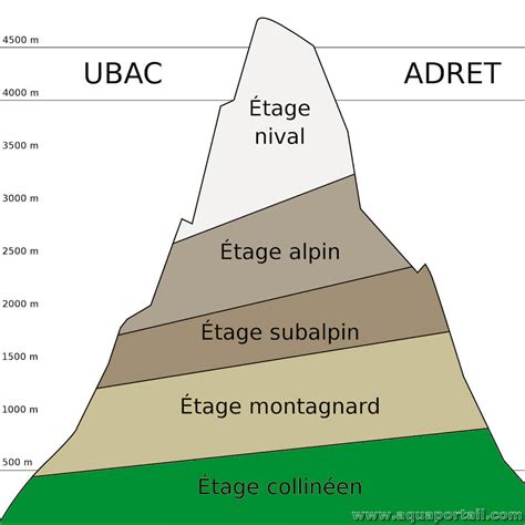Collinéen définition et explications