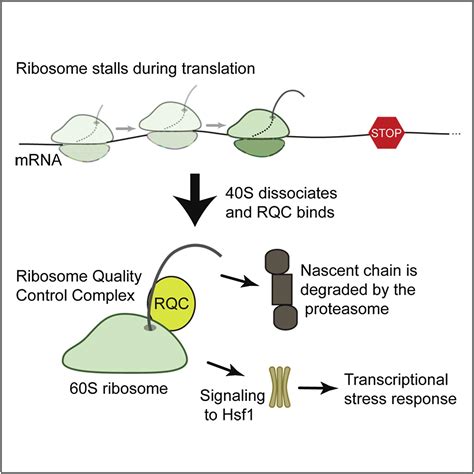 A Ribosome Bound Quality Control Complex Triggers Degradation Of