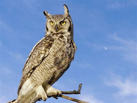 Hikers Spot Owl Swimming Through A Canyon An Extremely Rare Sight