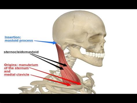 Diagram Of Sternocleidomastoid Muscle