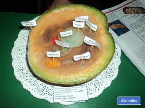 Imagenes De La Celula Vegetal Y Sus Partes Maqueta Compartir Celular