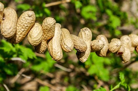 The Complete Guide To Growing Peanuts In Your Garden Garden And Happy
