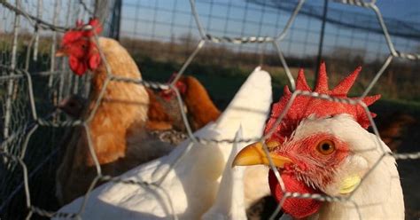 Grippe Aviaire Que Faut Il Craindre Pour Les Poulaillers De