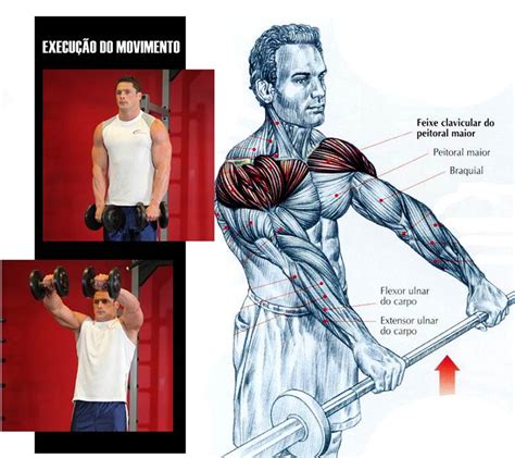 Blog Corpo Perfeito Os Melhores Exercícios para Ombros