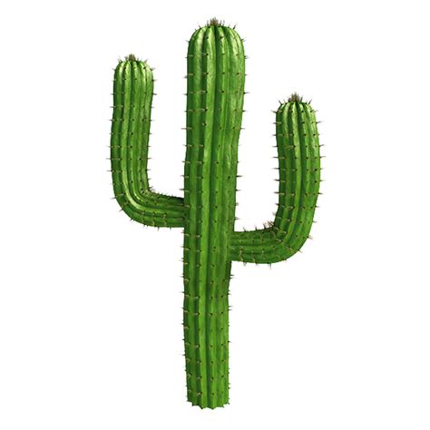 Cactus Clipart Wedding Clipart Watercolor Cactus Digital Clip Art The