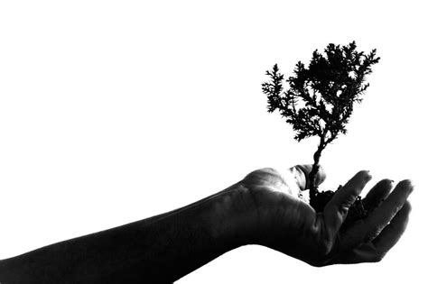 Pasos para plantar un árbol para que todo el mundo pueda hacerlo