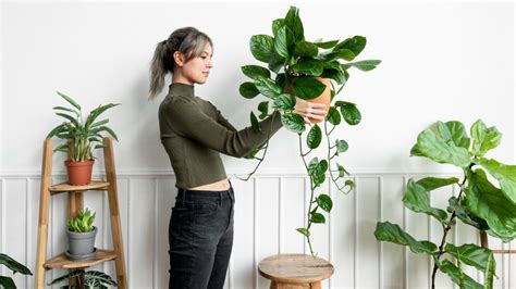 Si Quieres Atraer Dinero Y Energ A Positiva Estas Son Las Plantas De