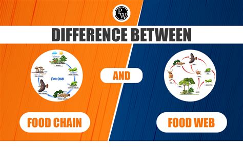 Difference Between Food Chain And Food Web Advantages