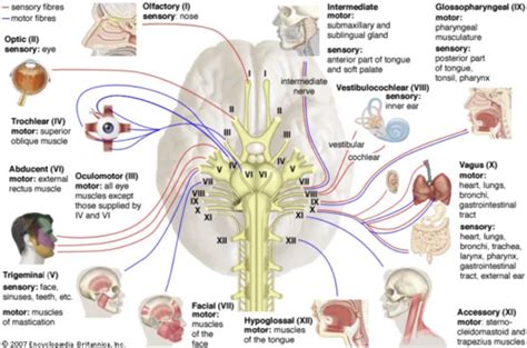 Cranial Nerves Flashcards Quizlet