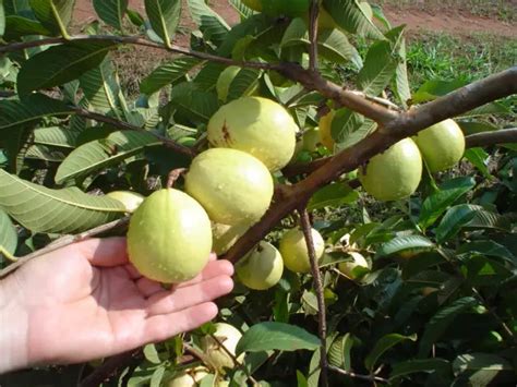 Goiabeira Caracter Sticas Nome Cient Fico E Fotos Mundo Ecologia