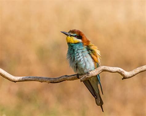 Darmowe Zdjęcia Natura gałąź ptak dzikiej przyrody dziób fauna