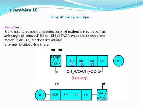 PPT METABOLISME DES ACIDES GRAS PowerPoint Presentation Free