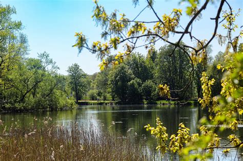 Schilfteich Teich Natur Kostenloses Foto Auf Pixabay Pixabay