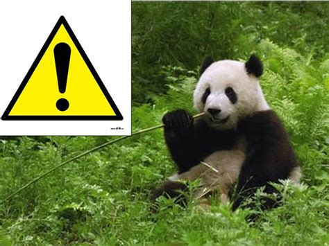 Actualizar 147 Images Oso Panda Porque Esta En Peligro De Extincion