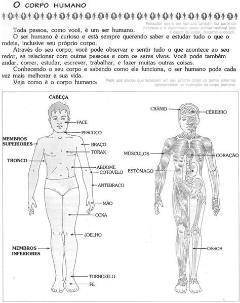 Atividade Sobre O Corpo Humano 4 Ano BRAINCP