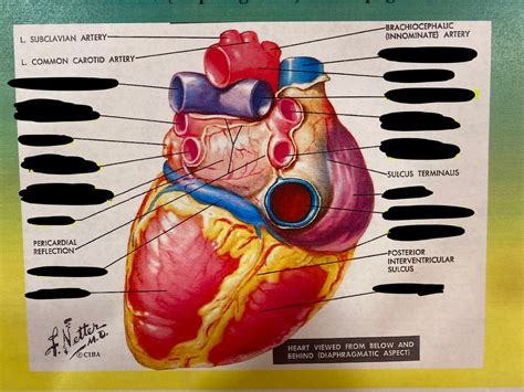 Inferior Diaphragmatic Netter Pg 7b Diagram Quizlet