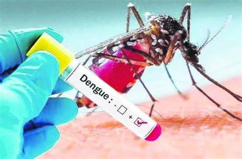 Atención Primeros casos de Dengue 2023 en Argentina