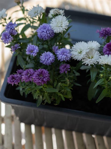 Tipps für den Balkon Balkonblumen richtig einpflanzen andysparkles de
