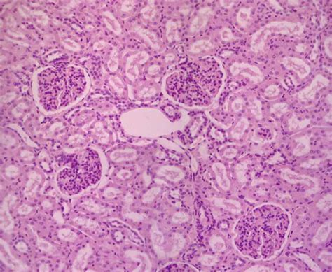 Practical Histology Flashcards Quizlet