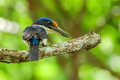 Endemic Birds Of The Philippines Alain Pascua