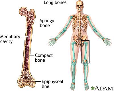 Chapter Bones Skeletal Tissues Diagram Quizlet