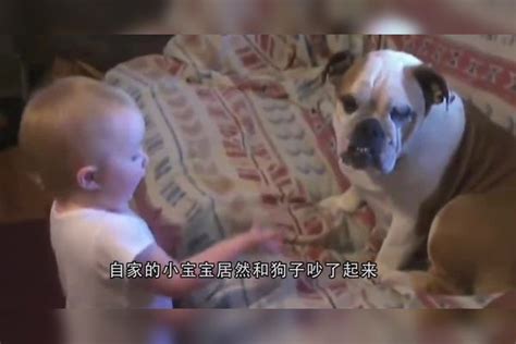两只小奶狗在路边打架双方互不相让奶凶奶凶的太可爱了 小奶 双方